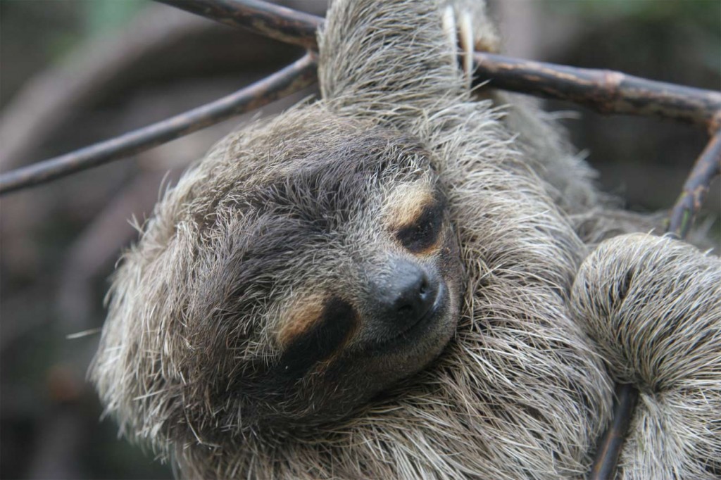 Nap Archives - Sloths.com.au