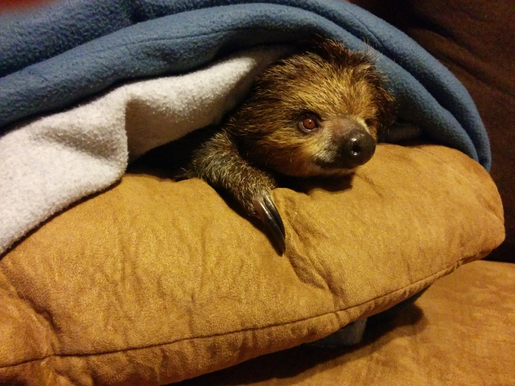 We just bought a bed - Sloths.com.au